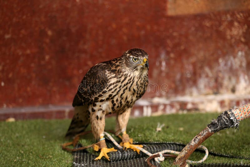 Close-up Portrait of a Beautiful and Healthy Falcon Stock Photo - Image ...