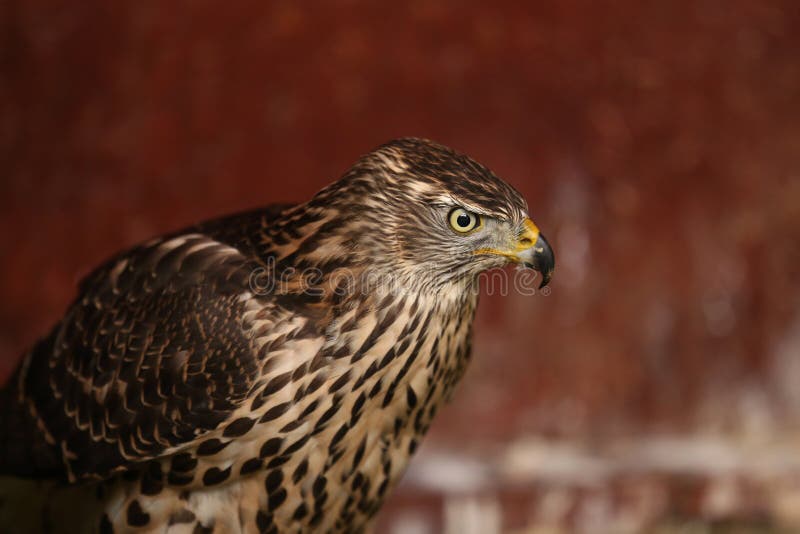 Close-up Portrait of a Beautiful and Healthy Falcon Stock Photo - Image ...