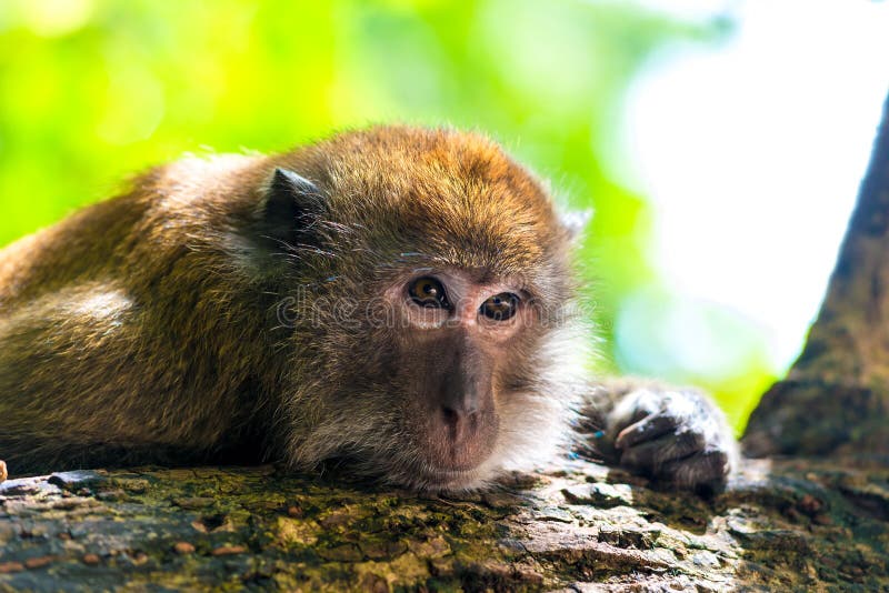 Close-up Portrait of a Beautiful Monkey Face Stock Image - Image of ...