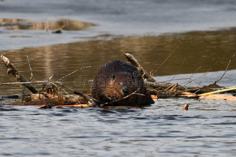 Close Up Portrait of a Beaver Building a Dam Stock Photo - Image of ...