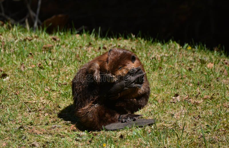 Close Up Portrait of a Beaver Grooming Itself Stock Photo - Image of ...