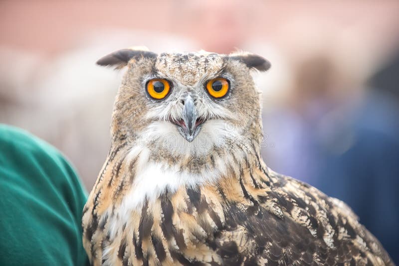Close-up Portrait of a Big-eared Owl at the Fair Stock Image - Image of ...