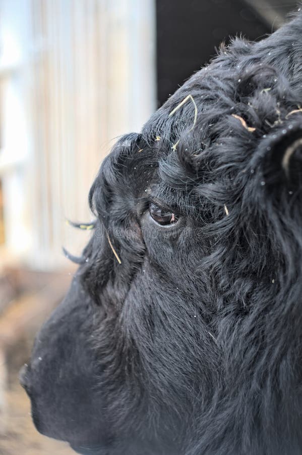A Close-up Portrait of a Black Bison. Texture, Fur Stock Photo - Image ...