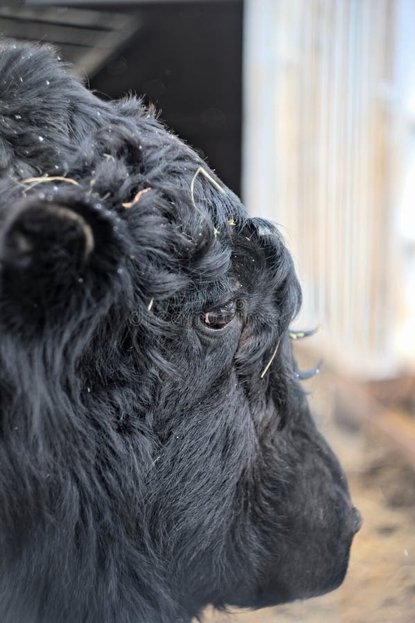 A Close-up Portrait of a Black Bison. Texture, Fur Stock Photo - Image ...