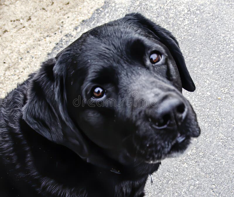 Close Up Portrait Black Labrador Retriever Stock Image - Image of ...