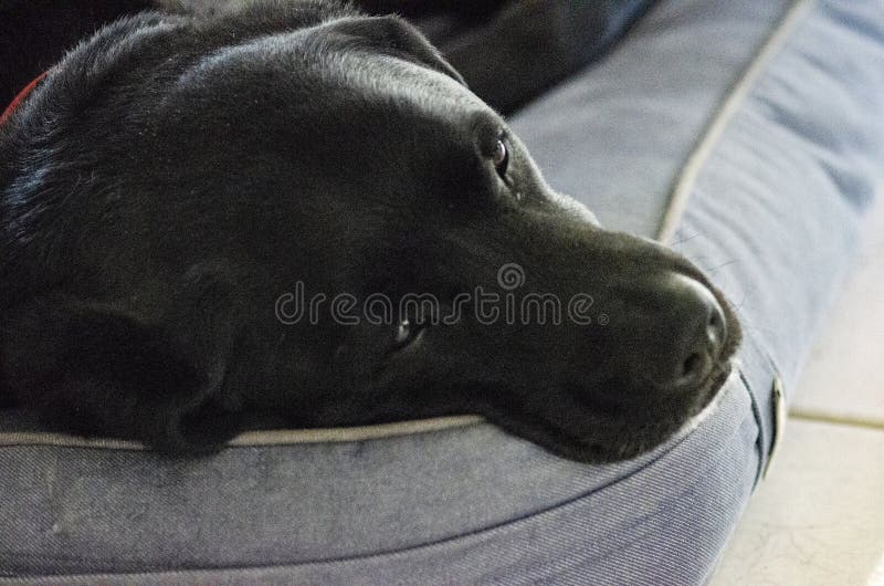 Close Up Portrait of Black Labrador Retriever in Bed Stock Image ...