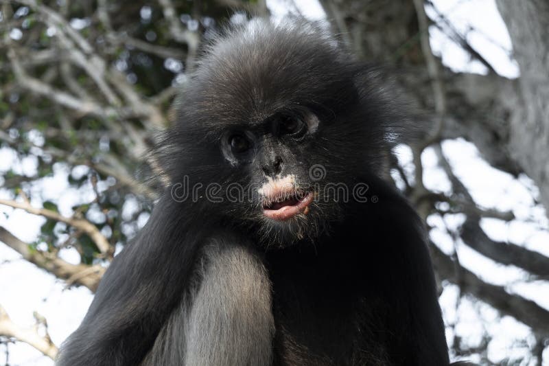 Close-up Portrait of a Black-and-white Colobus Monkey with Black Fur ...