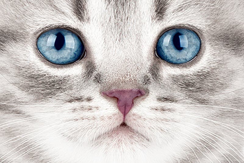 Close-up Portrait of a Blue-eyed Cat Stock Image - Image of striped ...