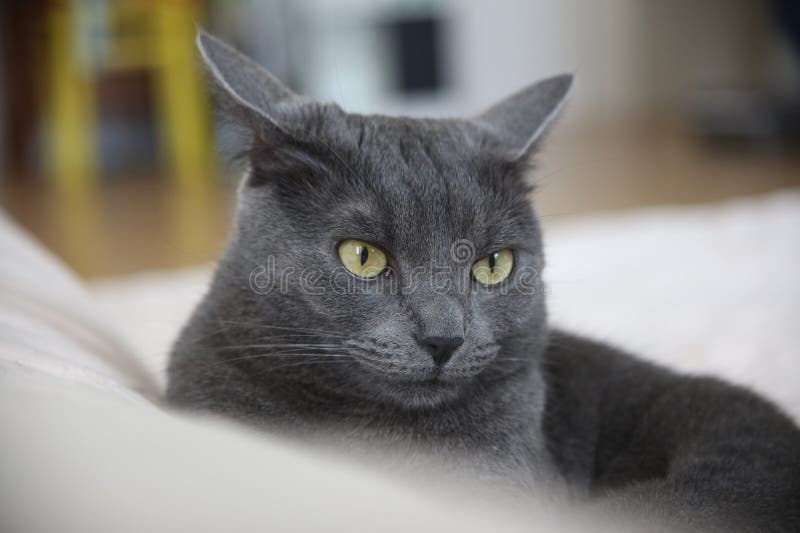 A Close Up Portrait of a British Cat Napping on the Bed Stock Photo ...