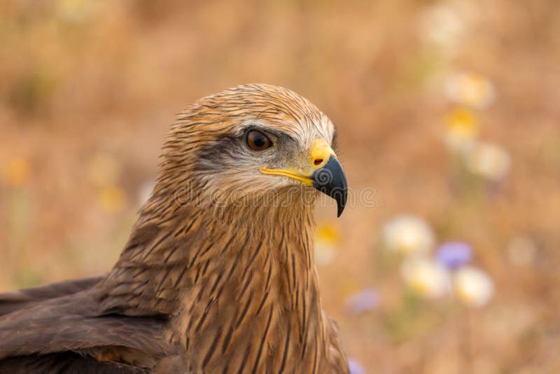 Close-up Portrait of a Brown Kite Stock Photo - Image of flight, kite ...