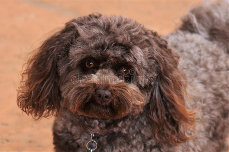 A Brown Pomapoo Dog Standing on a Light Brown Background Stock Image ...