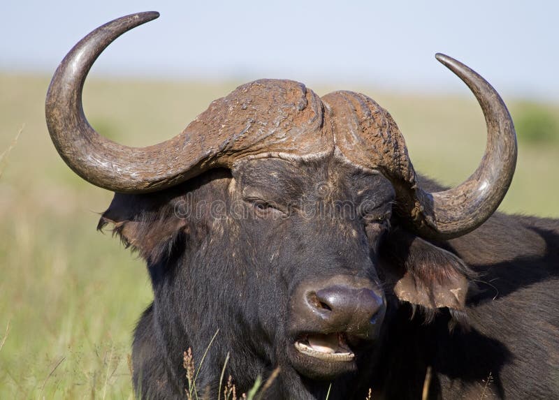 Close Up of Buffalo Face that Pass a Rope through the Nose of the ...