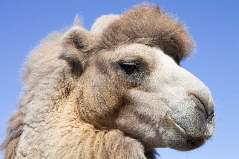 Arabian Camel Head Close-Up Stock Image - Image of front, arabian: 17687303