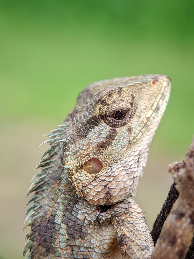 Close-up portrait camelon stock image. Image of camera - 254558745