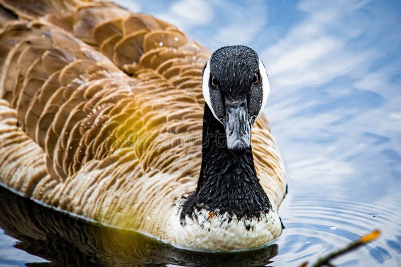 Close Up Portrait of Canadian Goose in the Wild Stock Image - Image of ...