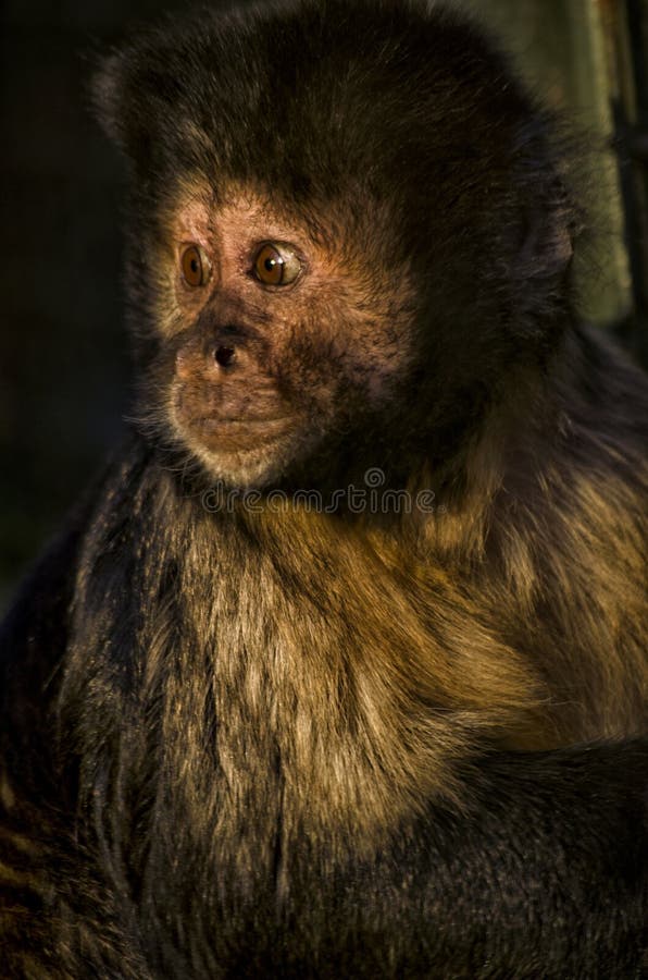 Portrait of a Monkey stock photo. Image of wild, portrait - 95446210
