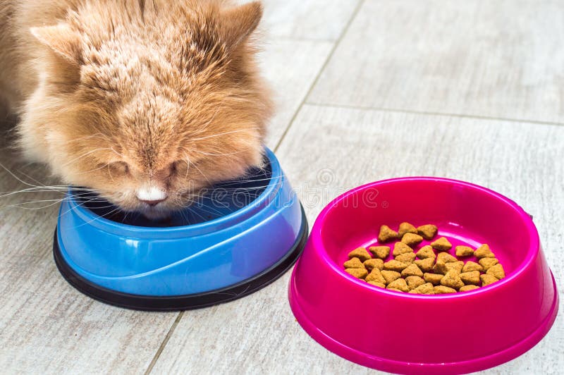 Close-up Portrait of a Cat Eating Stock Photo - Image of animal ...