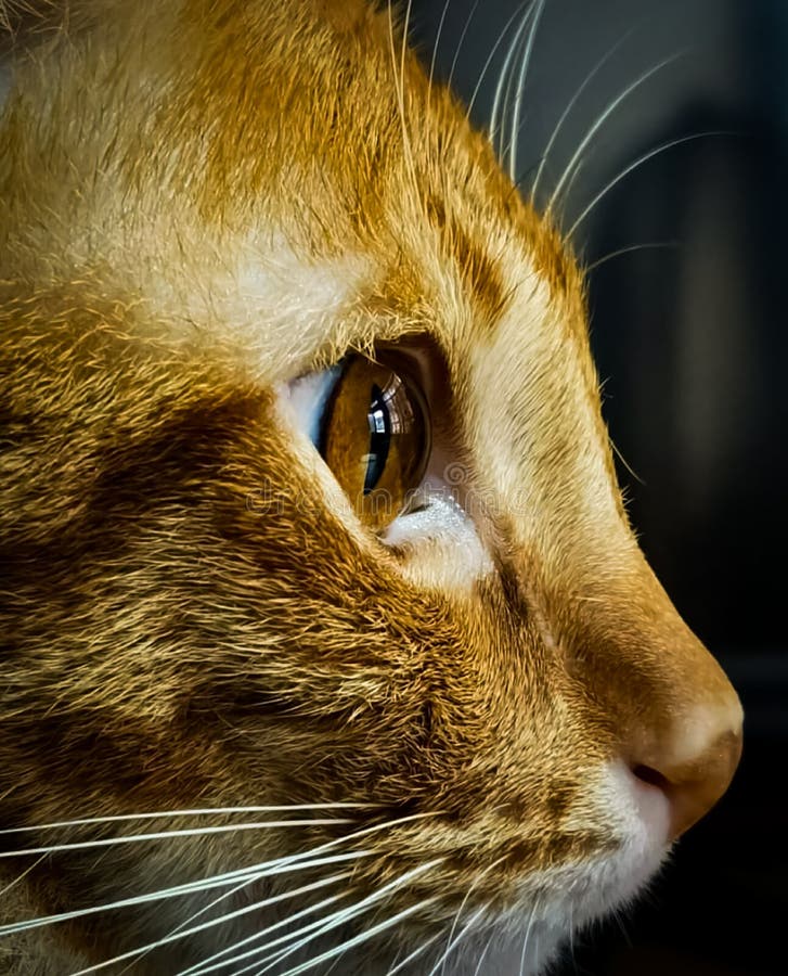 Close Up Portrait of a Cat Face Stock Image - Image of close, face ...