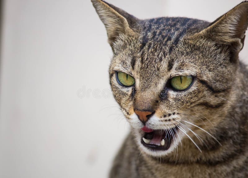 Close Up Portrait of a Cat with Open Mouth Sharp Teeth Stock Photo ...