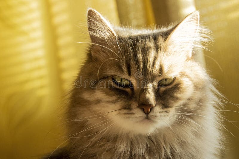 Close Up Portrait. Cat with Serious Expression Stock Image - Image of ...