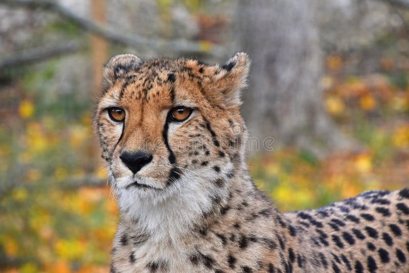 Close Up Portrait of Cheetah Stock Photo - Image of close, stare: 90808076