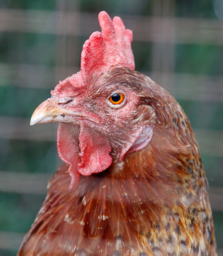 Close Up Portrait of a Chicken on a Farm Stock Photo - Image of close ...