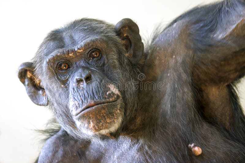 Portrait of Chimpanzee, in Natural Habitat Stock Photo - Image of ...