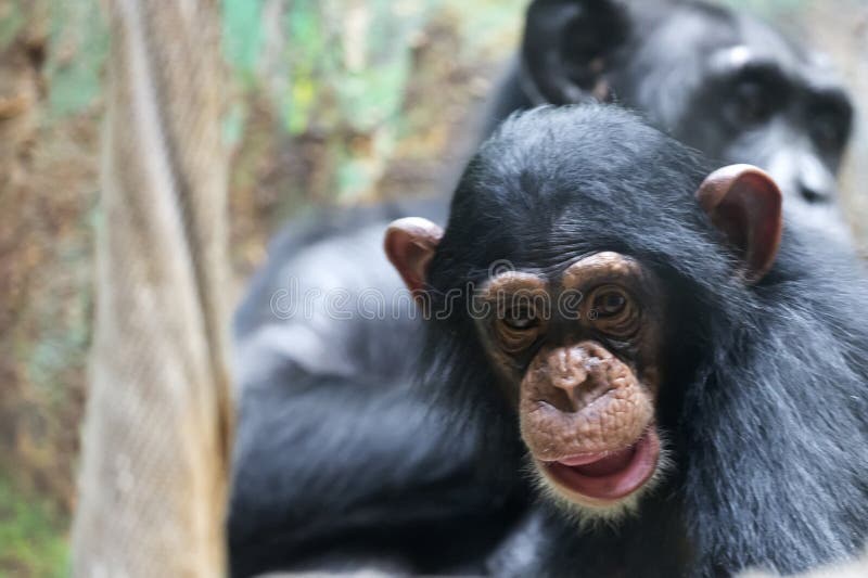 Portrait of Chimpanzee, in Natural Habitat Stock Photo - Image of ...