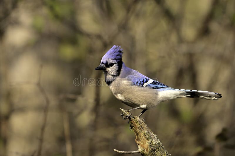 Close Up Portrait of a Colorful Blue Jay Bird Stock Image - Image of ...