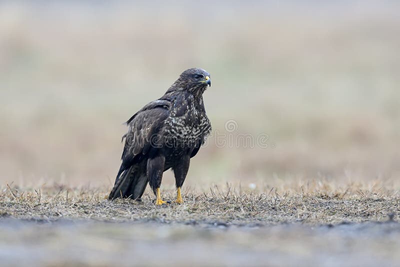Close-up Portrait of a Common Buzzard Sitting on the Ground Stock Image ...