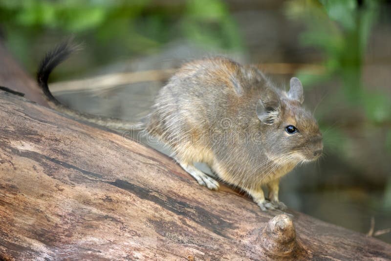Close Up Portrait of a Common Degu Stock Image - Image of degu, common ...
