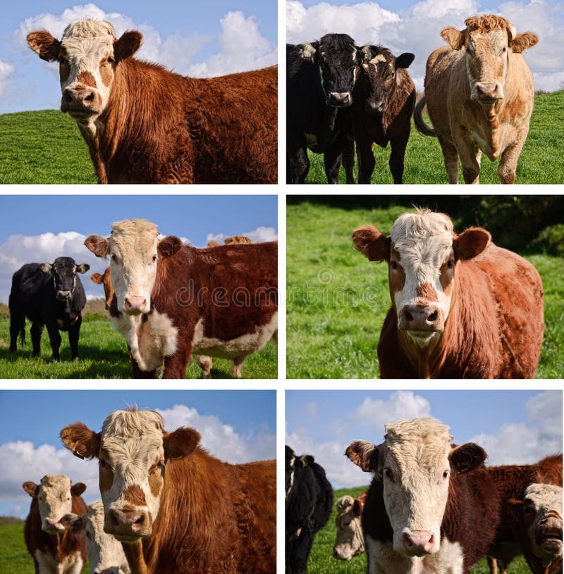 Close Up Portrait Cows in a Farm Field Stock Image - Image of funny ...