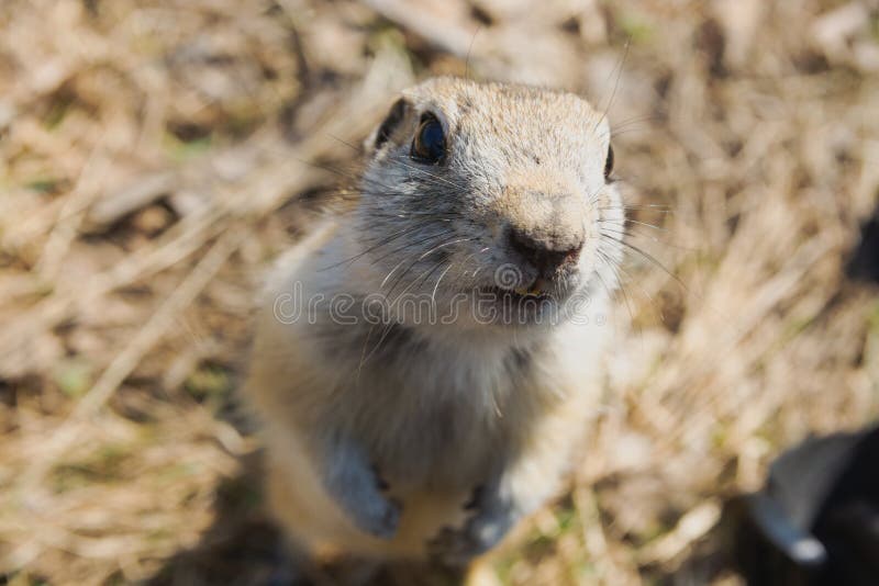 Close-up Portrait of a Curious Gopher Sitting in a Field Stock Image ...