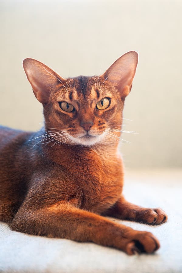 Close-up Portrait Cute Abyssinian Cat Front View, and Looking at the ...