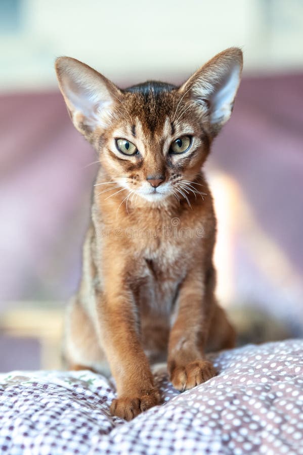 Close-up Portrait Cute Abyssinian Kitten Sits Front View and Looking ...