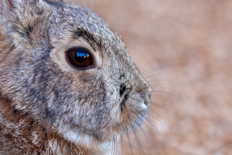 Cute Cottontail Bunny Rabbit Under Tree Stock Photo - Image of backyard ...