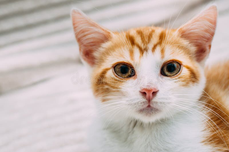 Close-up Portrait of Cute Ginger Kitten Stock Photo - Image of animal ...