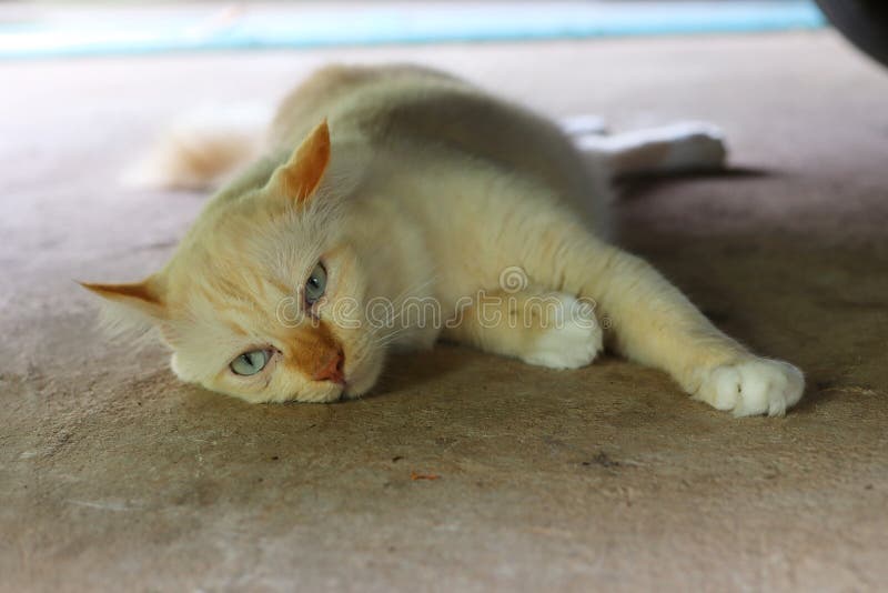 Close-up Portrait of a Cute Orange Cat Lying on the Floor Stock Photo ...