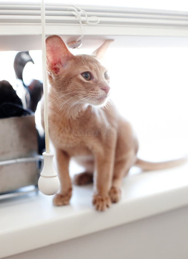 Cute red cat stock photo. Image of feline, childhood - 106282622