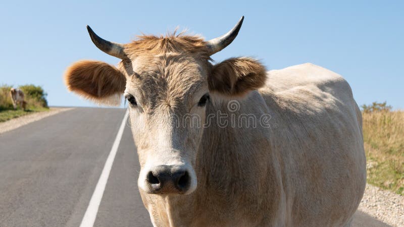 Bull standing in a Field stock photo. Image of livestock - 5999848