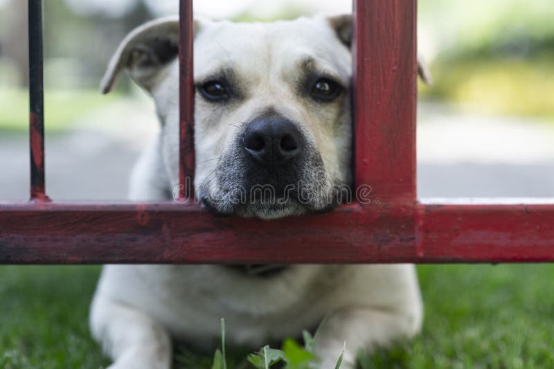 Close Up Portrait of Cute Yellow Dog Stock Photo - Image of nose, cute ...
