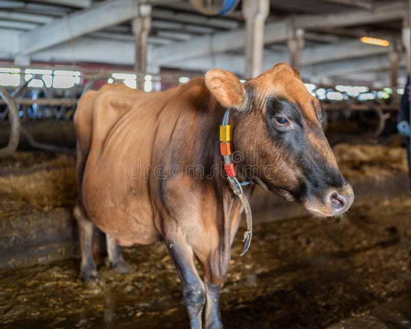 A Close-up Portrait of a Dairy Cow in a Barn. Stock Image - Image of ...