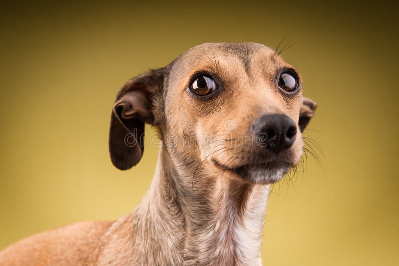 Close-up Portrait of the Dog Face Stock Photo - Image of food, close ...
