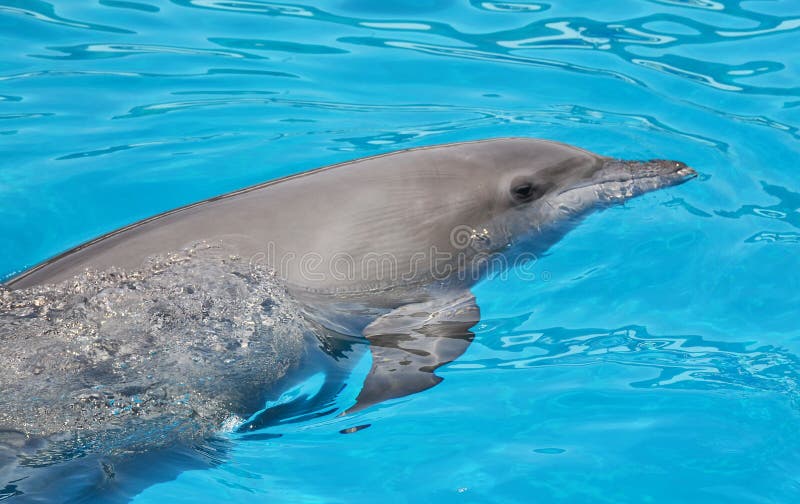 Close-up Portrait of Dolphin in a Pool Stock Image - Image of portrait ...