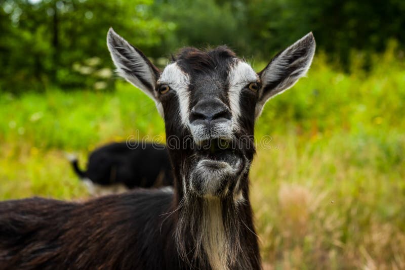 Close-up Portrait of a Domestic Goat. Goat Looking at the Camera Stock ...