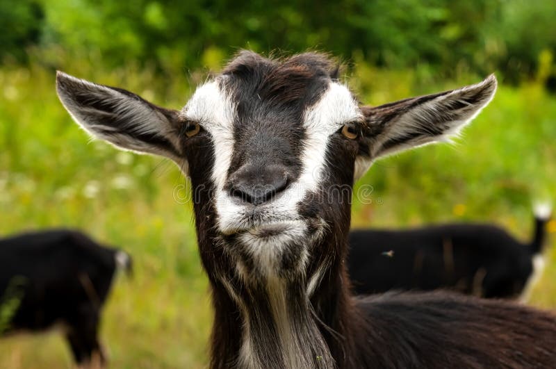 Close-up Portrait of a Domestic Goat. Goat Looking at the Camera Stock ...