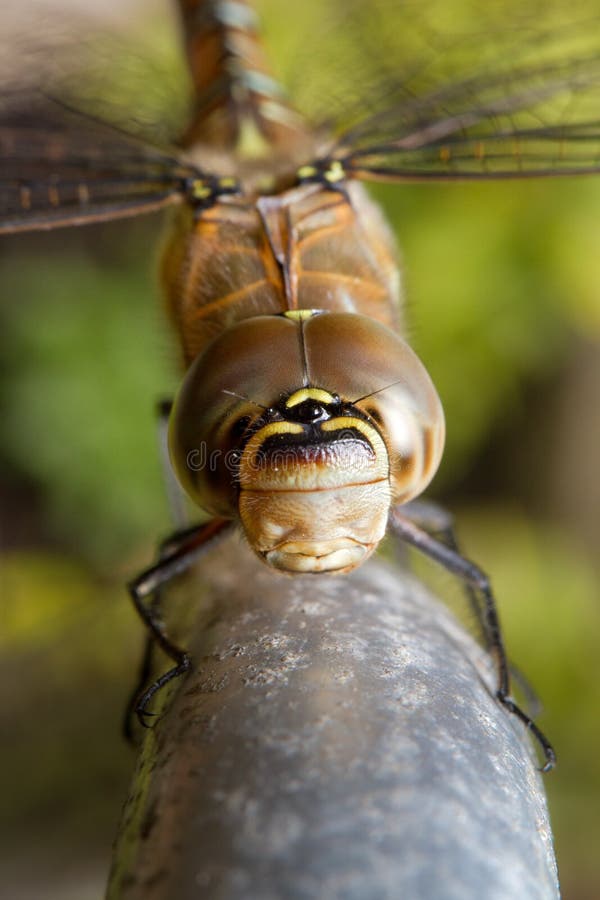 Close-up Portrait Dragonfly Stock Image - Image of backgrounds, darter ...