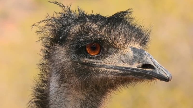 Close-up Portrait of an Emu S Head and Neck Stock Footage - Video of ...