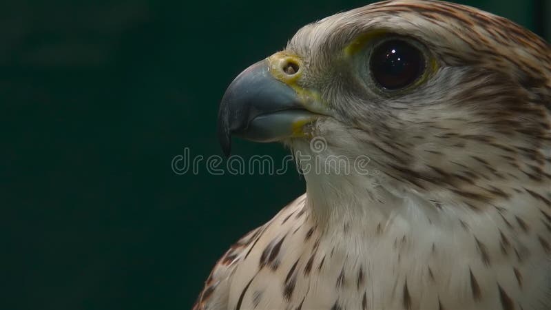 Close-up of a Falcon S Eye and Beak, Detailed Feather Texture ...
