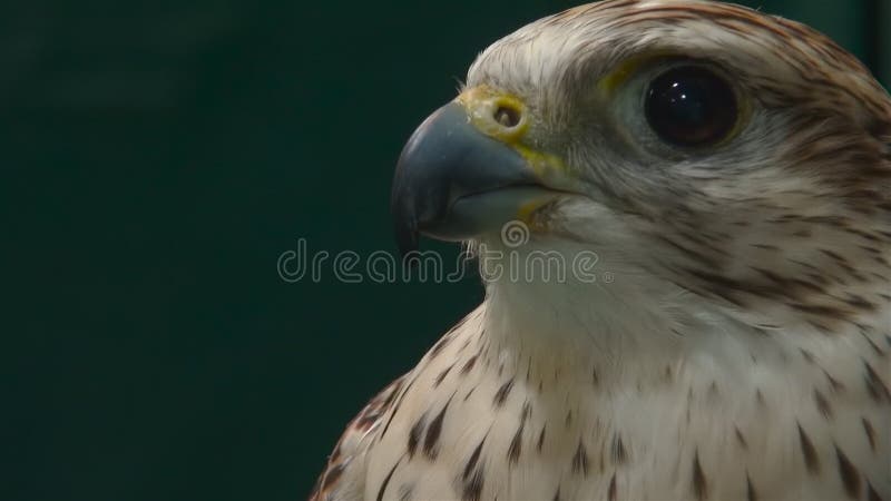 Close-up of a Falcon S Head with Sharp Details, Wildlife Photography ...